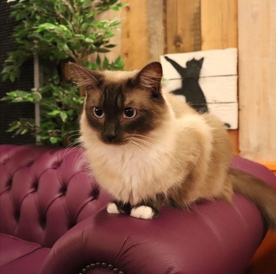 Meet the Cats | Kitty Cafe