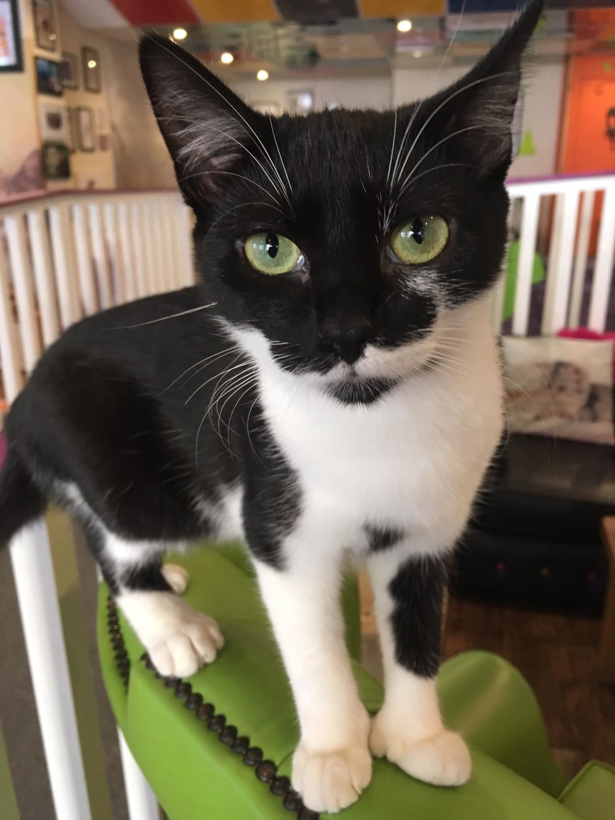 Meet the Cats | Kitty Cafe