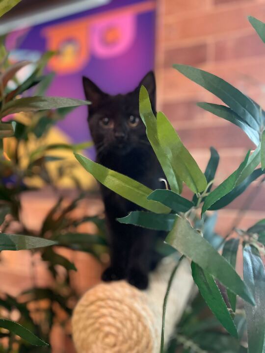 Meet the Cats | Kitty Cafe