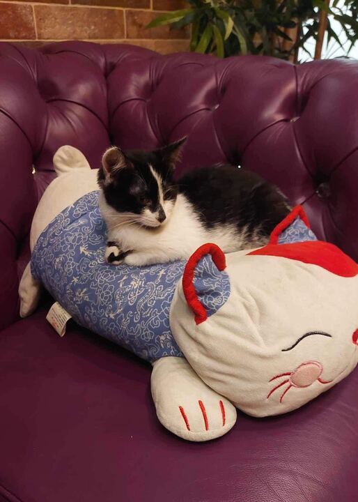 Meet the Cats | Kitty Cafe