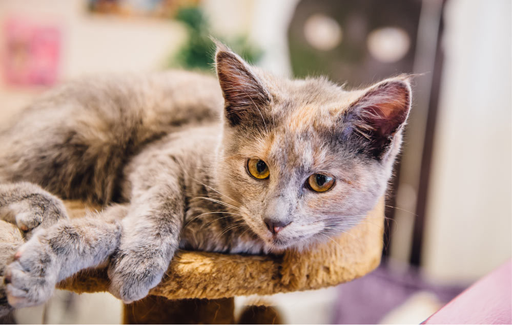 Cat Café and Cat Rescue Centre | Kitty Cafe