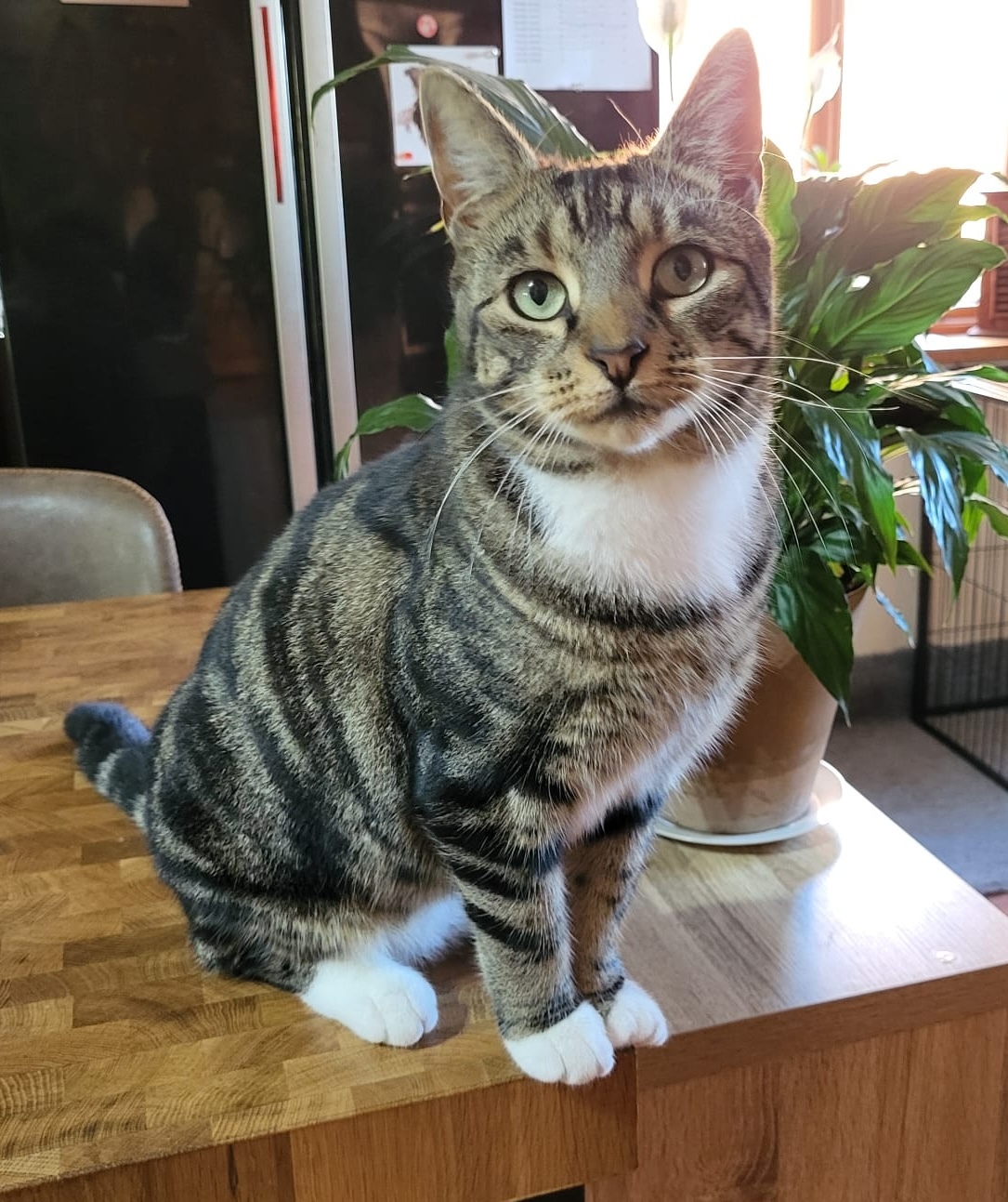 Cat Rescue Centre | Kitty Café Rescue