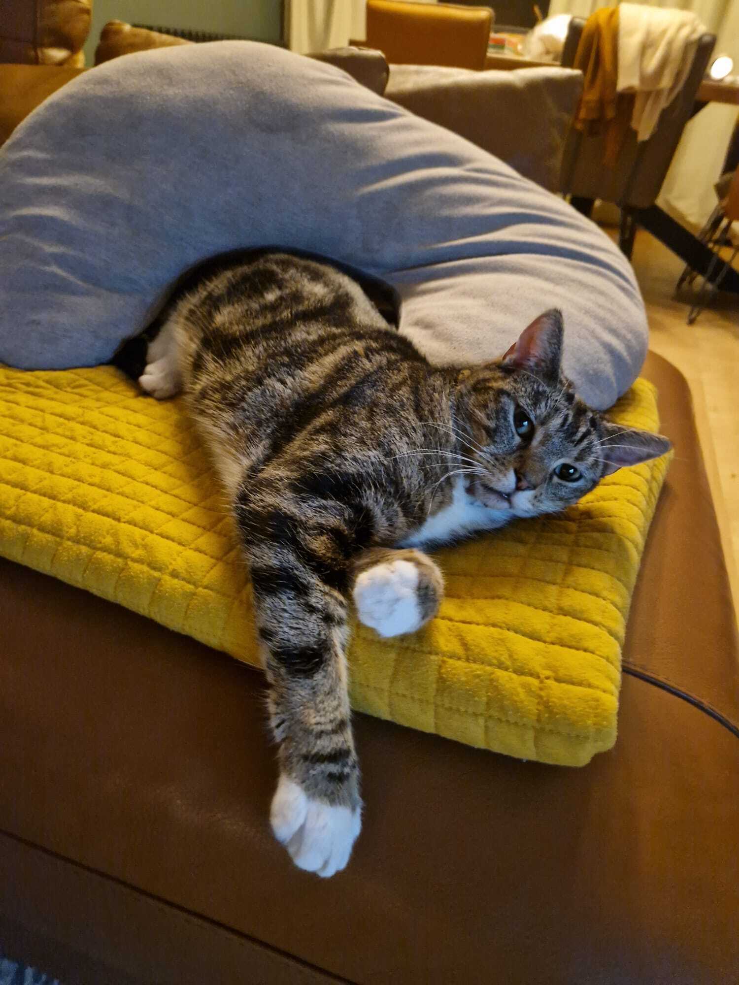 Cat Rescue Centre | Kitty Café Rescue