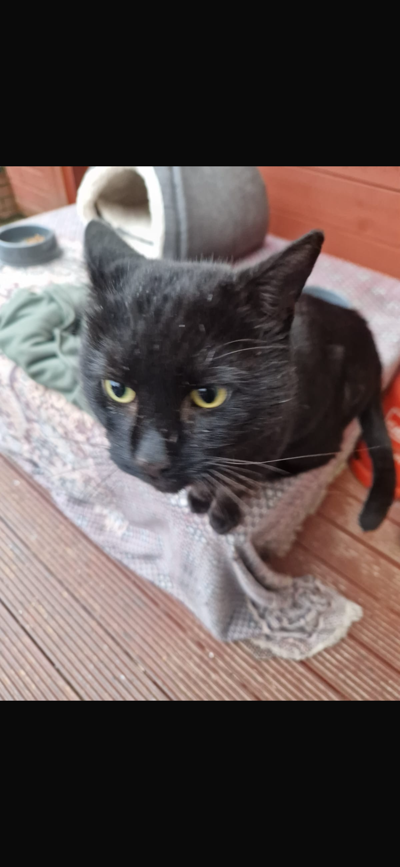 Find a Kitty | Kitty Café Rescue