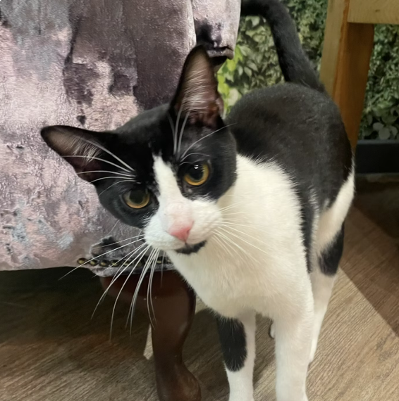 Cat Rescue Centre | Kitty Café Rescue