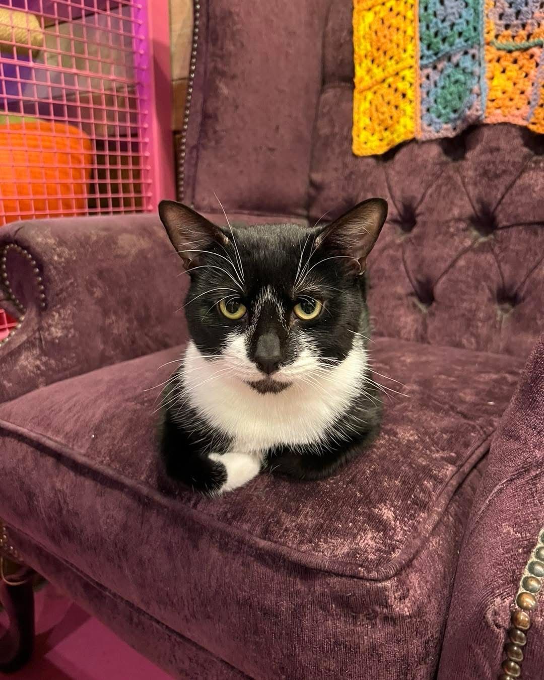 Cat Rescue Centre | Kitty Café Rescue